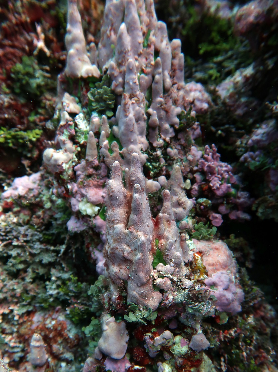 Griffith-led discovery identifies new algae species on the Great ...