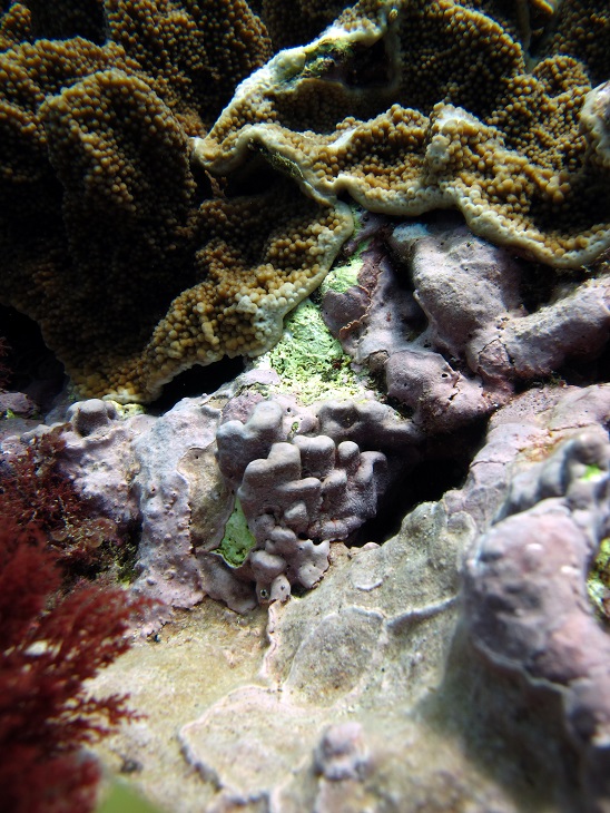 Griffith-led discovery identifies new algae species on the Great ...