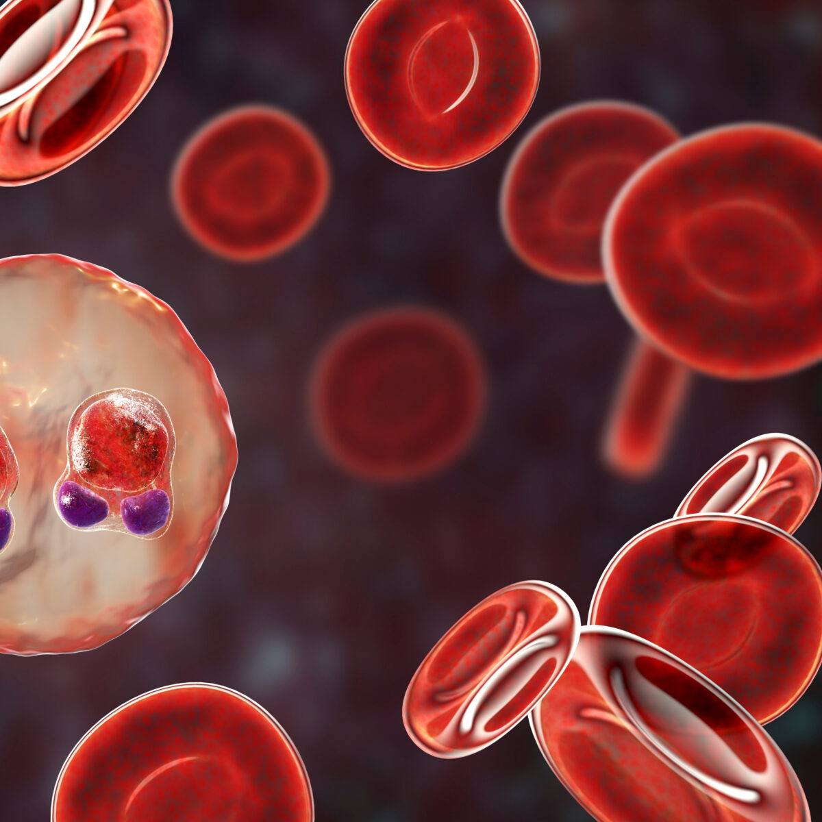 New Discovery Unravels Malaria Invasion Mechanism – Griffith News