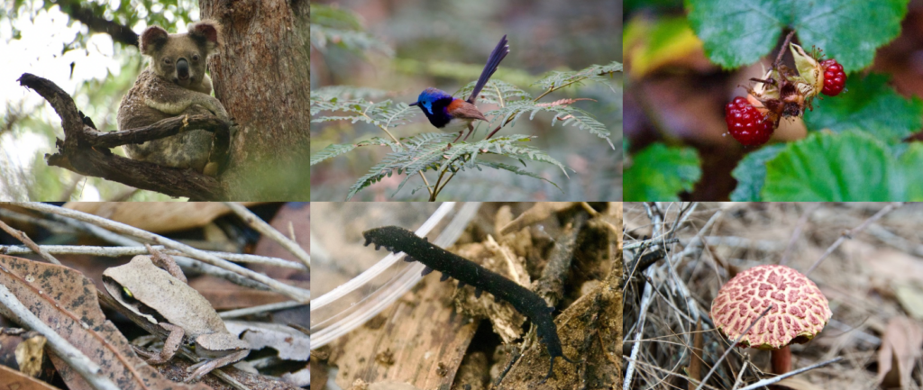 GC campus biodiversity booms with over 750 species recorded - Griffith News