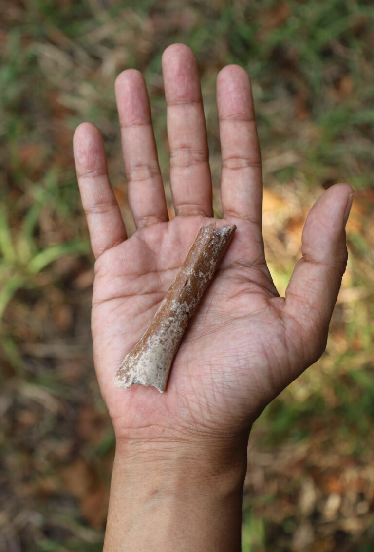 Smallest arm bone in human fossil record sheds light on the dawn of ...