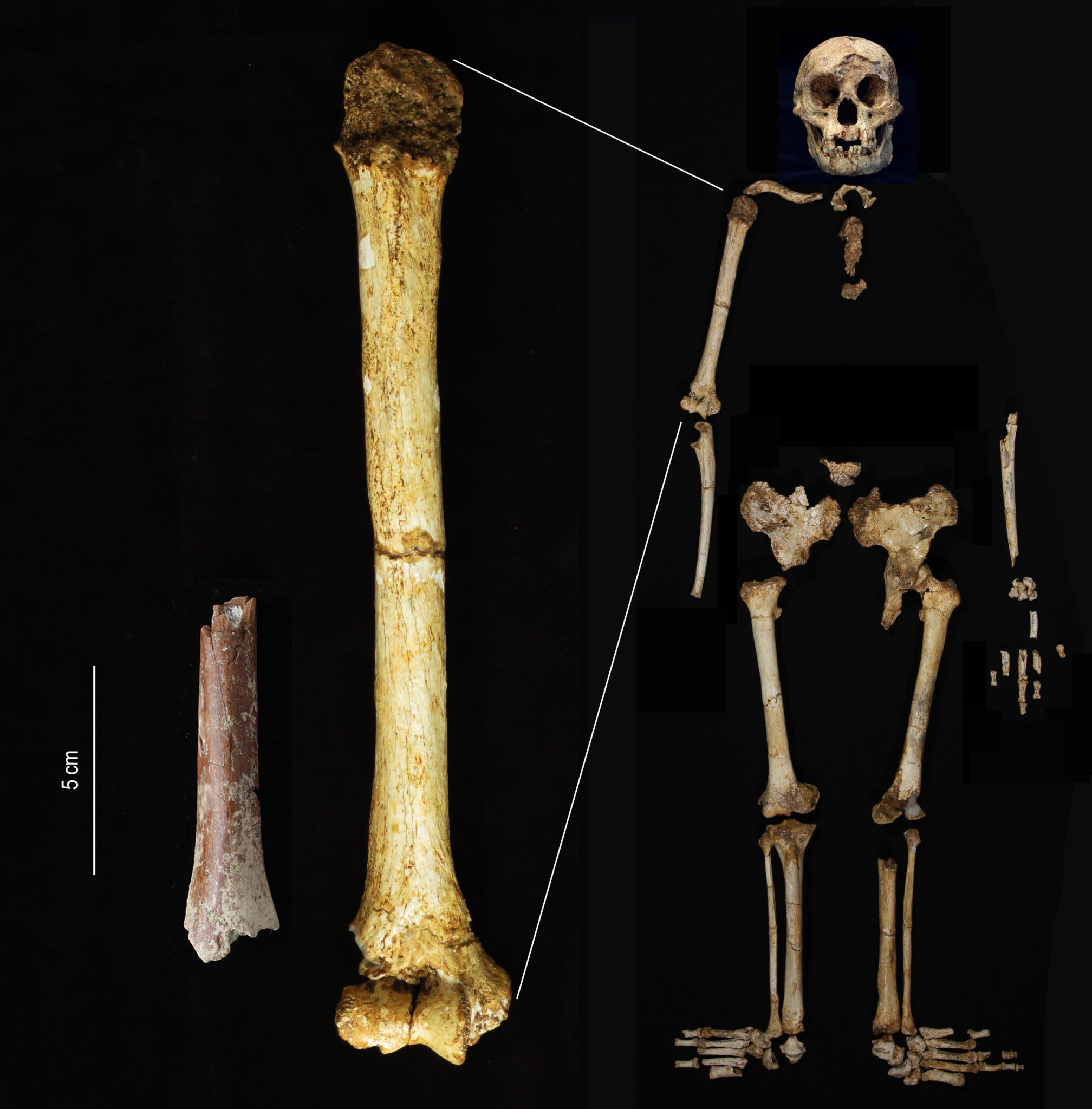 Smallest arm bone in human fossil record sheds light on the dawn of Homo floresiensis - Griffith ...