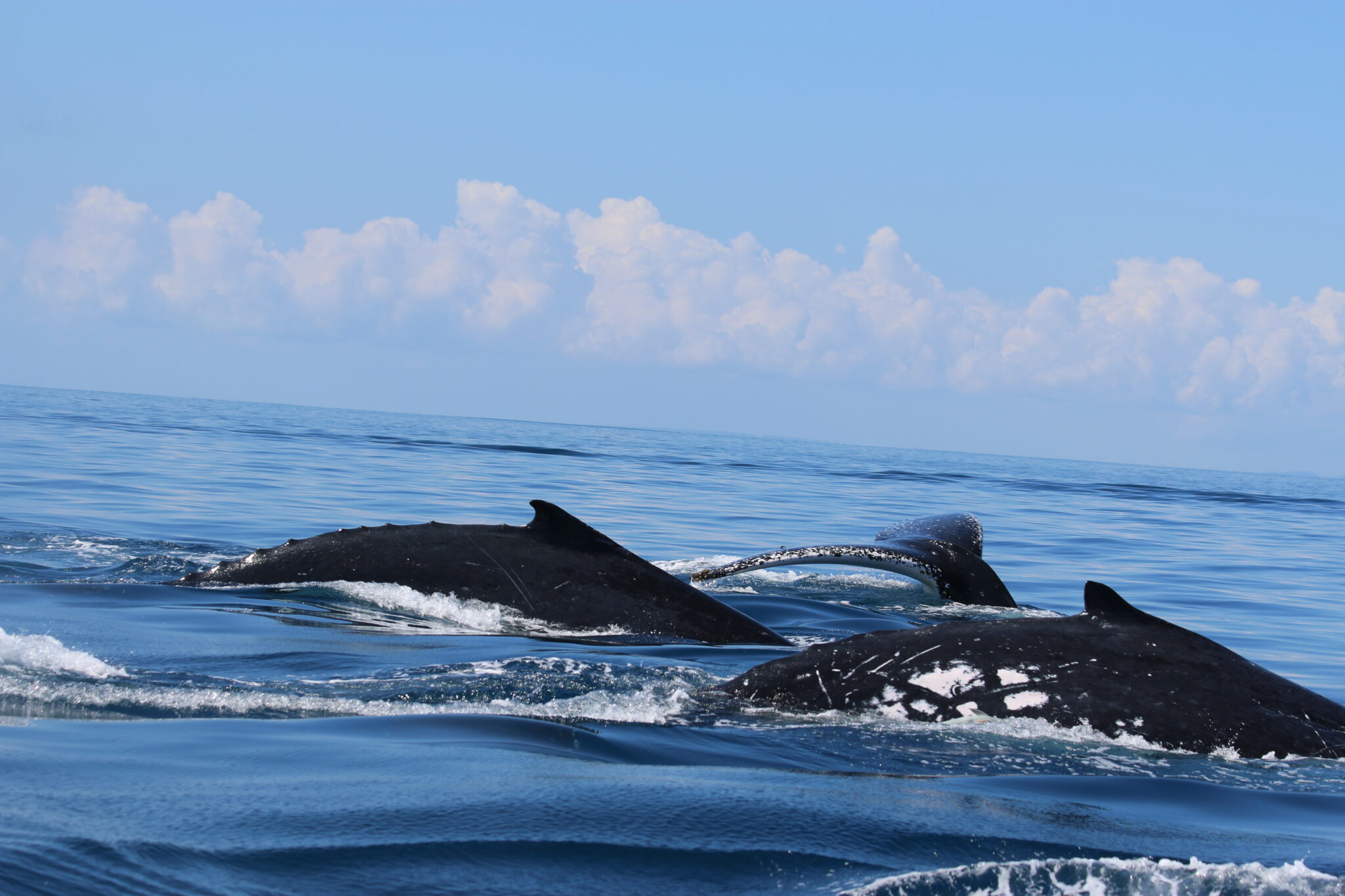 Human speech development linked to whale song structure - Griffith News
