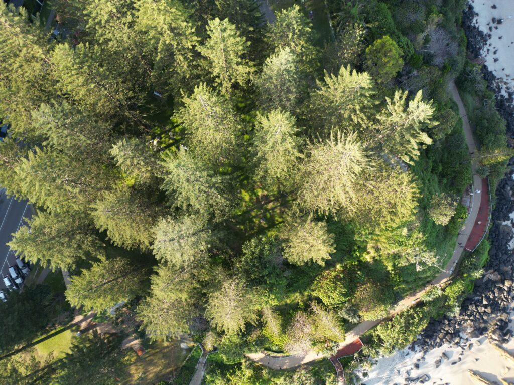 Iconic trees lining GC coastline at risk without intervention ...